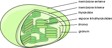 La cellule : Organisation, fonctions et matériel héréditaire