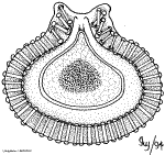Des bactéries à l'Homme : Les animaux - Reproduction des Spongiaires